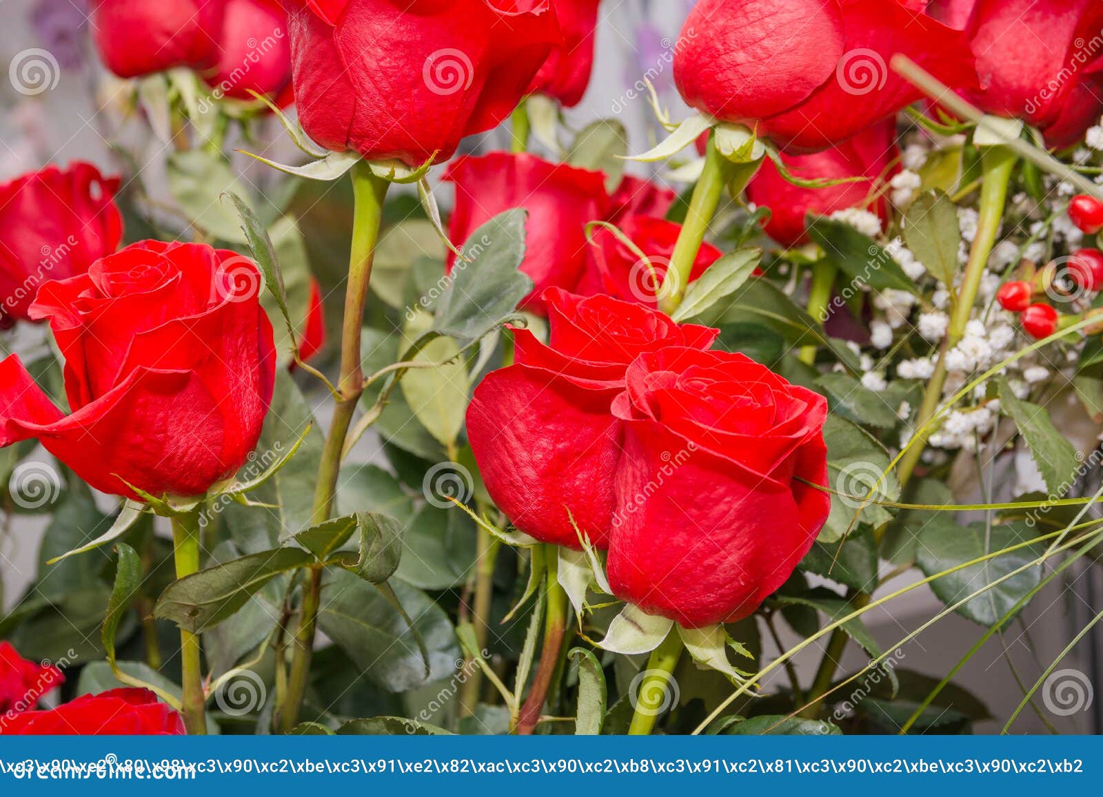 Rosas Rojas Es Muchas Rosas Rojas Imagen de archivo - Imagen de flor ...