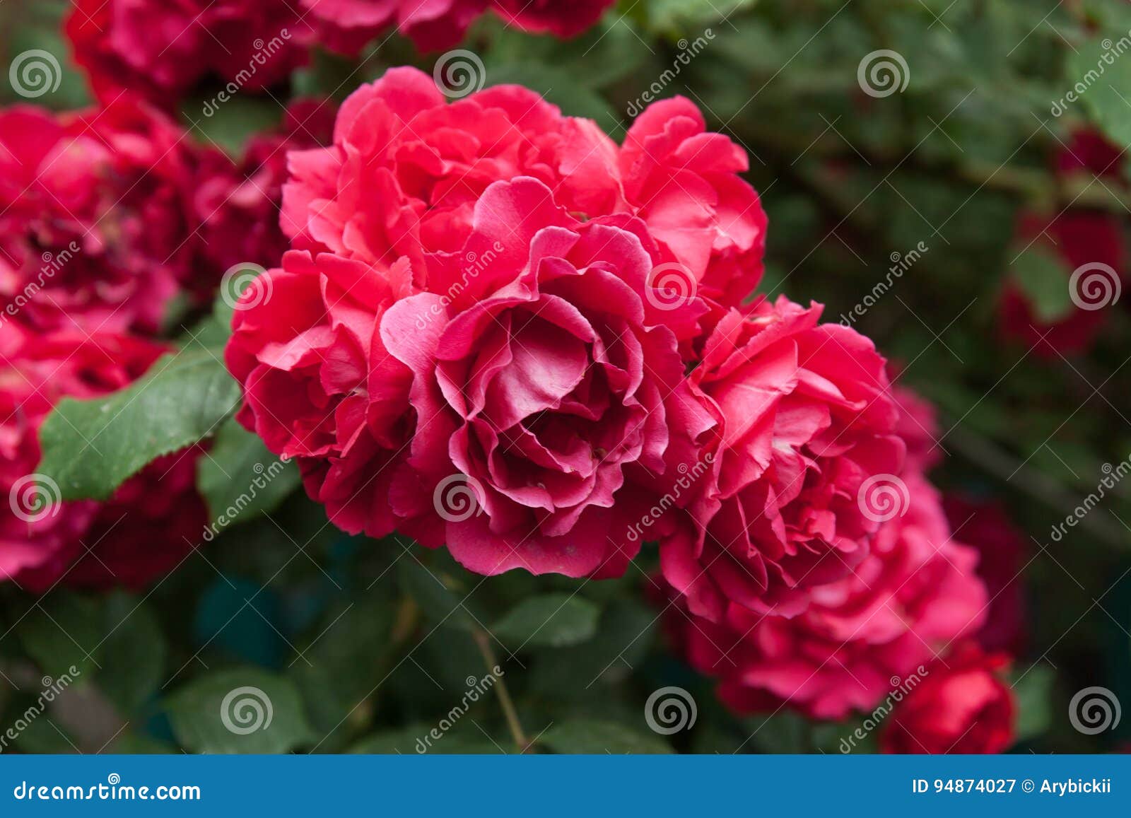 Rosas rojas frescas imagen de archivo. Imagen de romance - 94874027