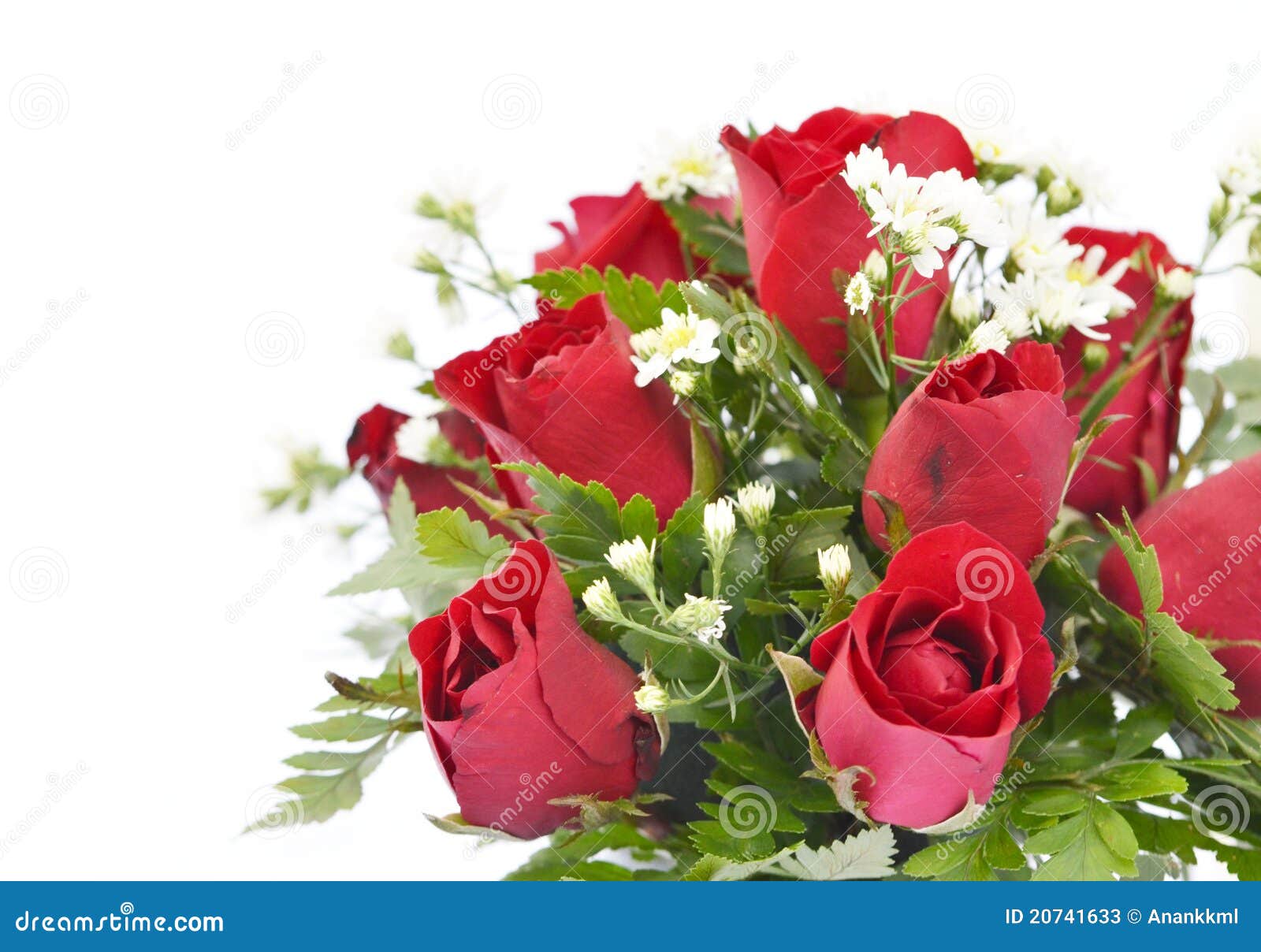 Rosas rojas hermosas imagen de archivo. Imagen de flora - 20741633