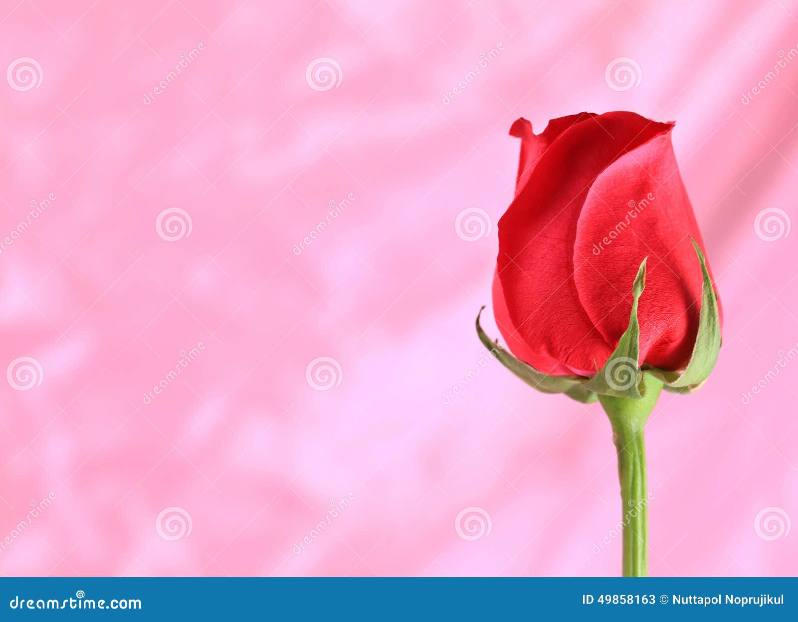 Rosas Rojas Hermosas Fondo Rosado Imagen de archivo - Imagen de belleza ...