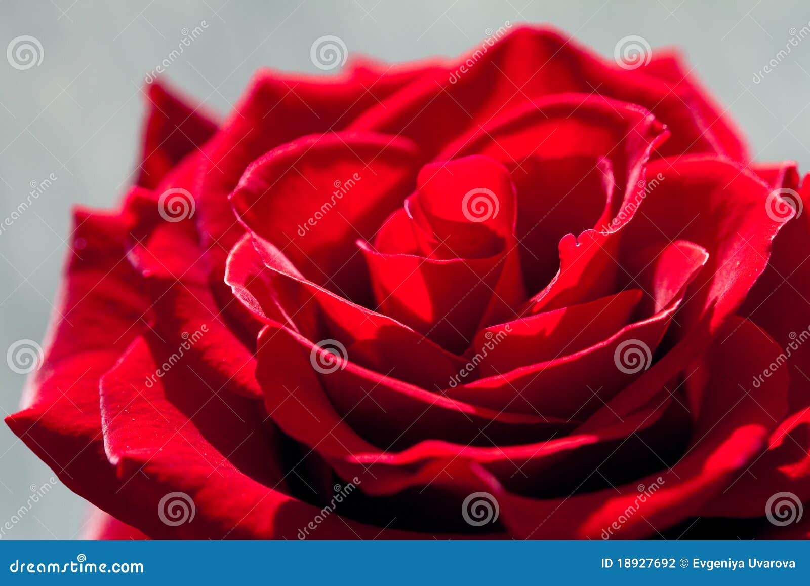 Rosas Rojas Hermosas Grandes Foto de archivo - Imagen de completo ...