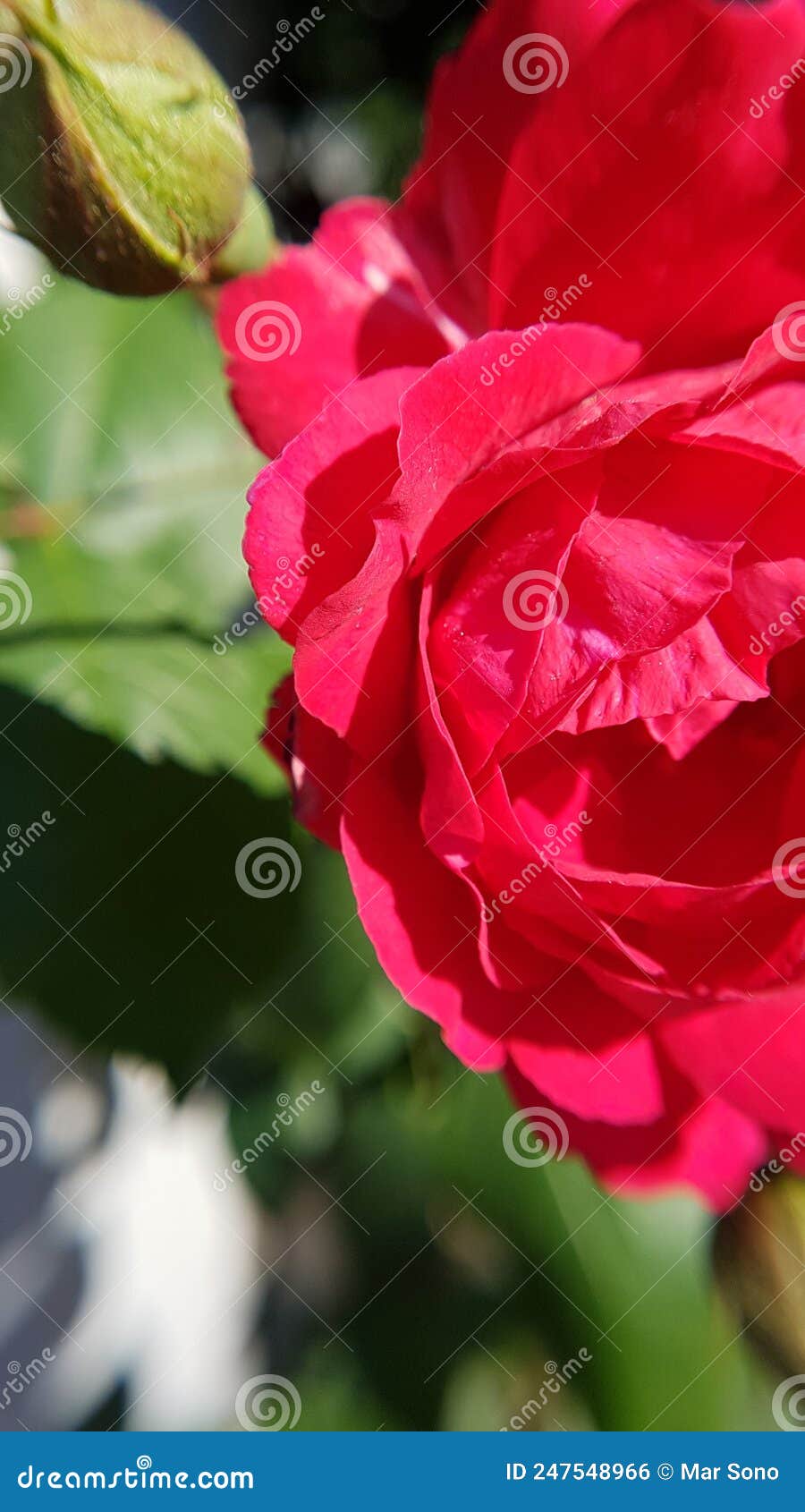 Rosas rojas muy hermosas foto de archivo. Imagen de arbusto - 247548966