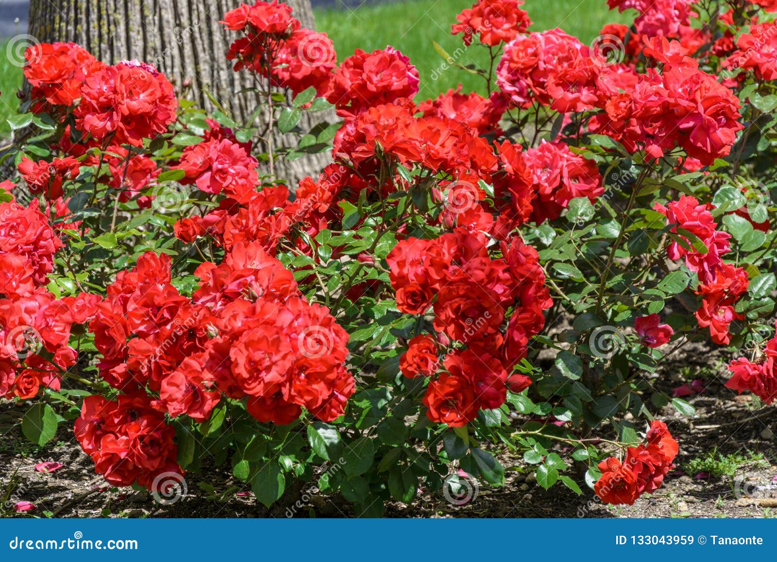 Rosas rojas naturales imagen de archivo. Imagen de manojo - 133043959