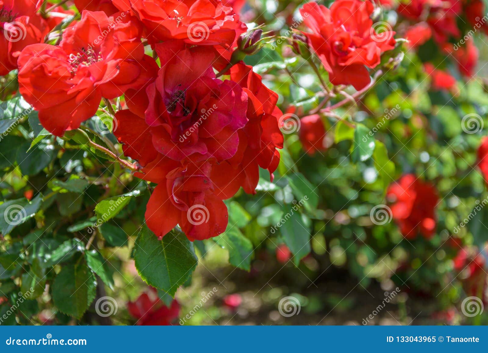 Rosas rojas naturales imagen de archivo. Imagen de fondo - 133043965