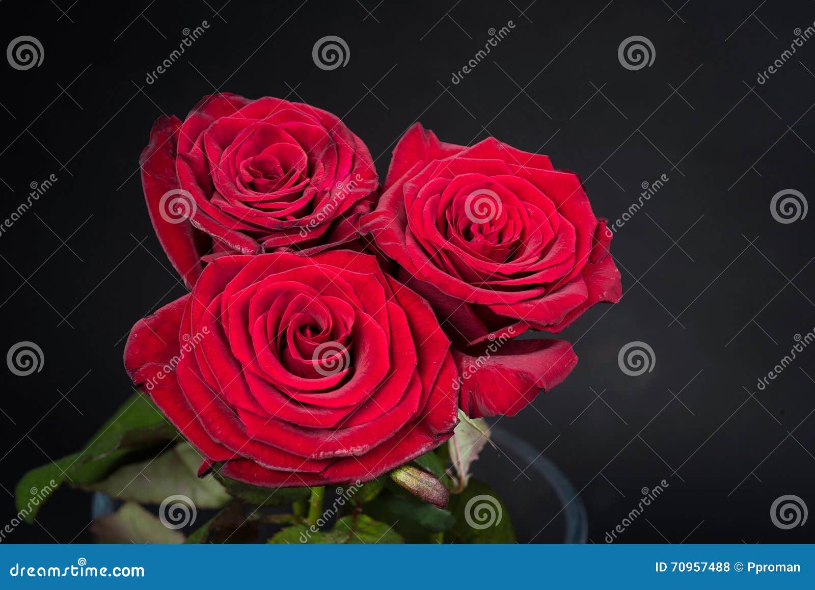 Rosas rojas naturales foto de archivo. Imagen de fondo - 70957488