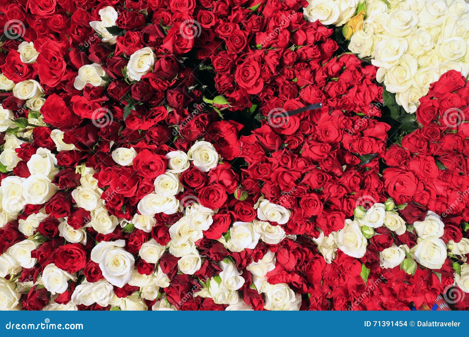 Rosas rojas naturales foto de archivo. Imagen de flora - 71391454