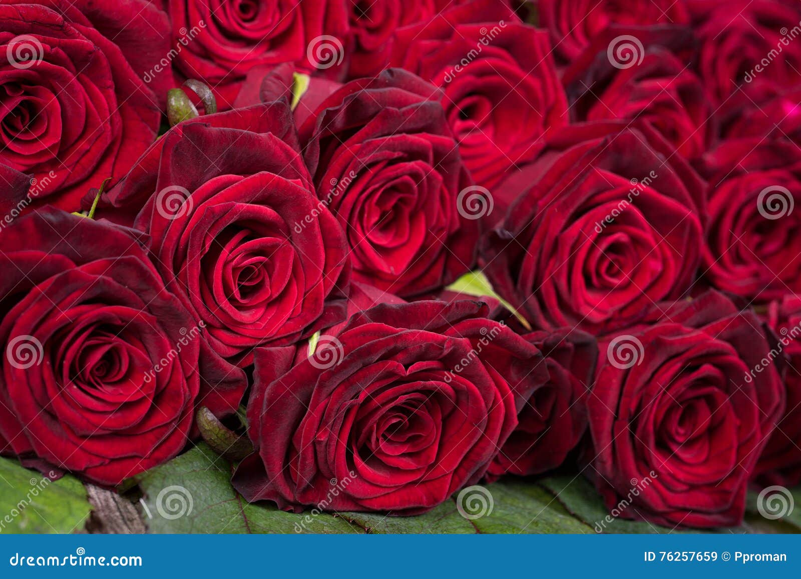 Rosas rojas naturales imagen de archivo. Imagen de aniversario - 76257659