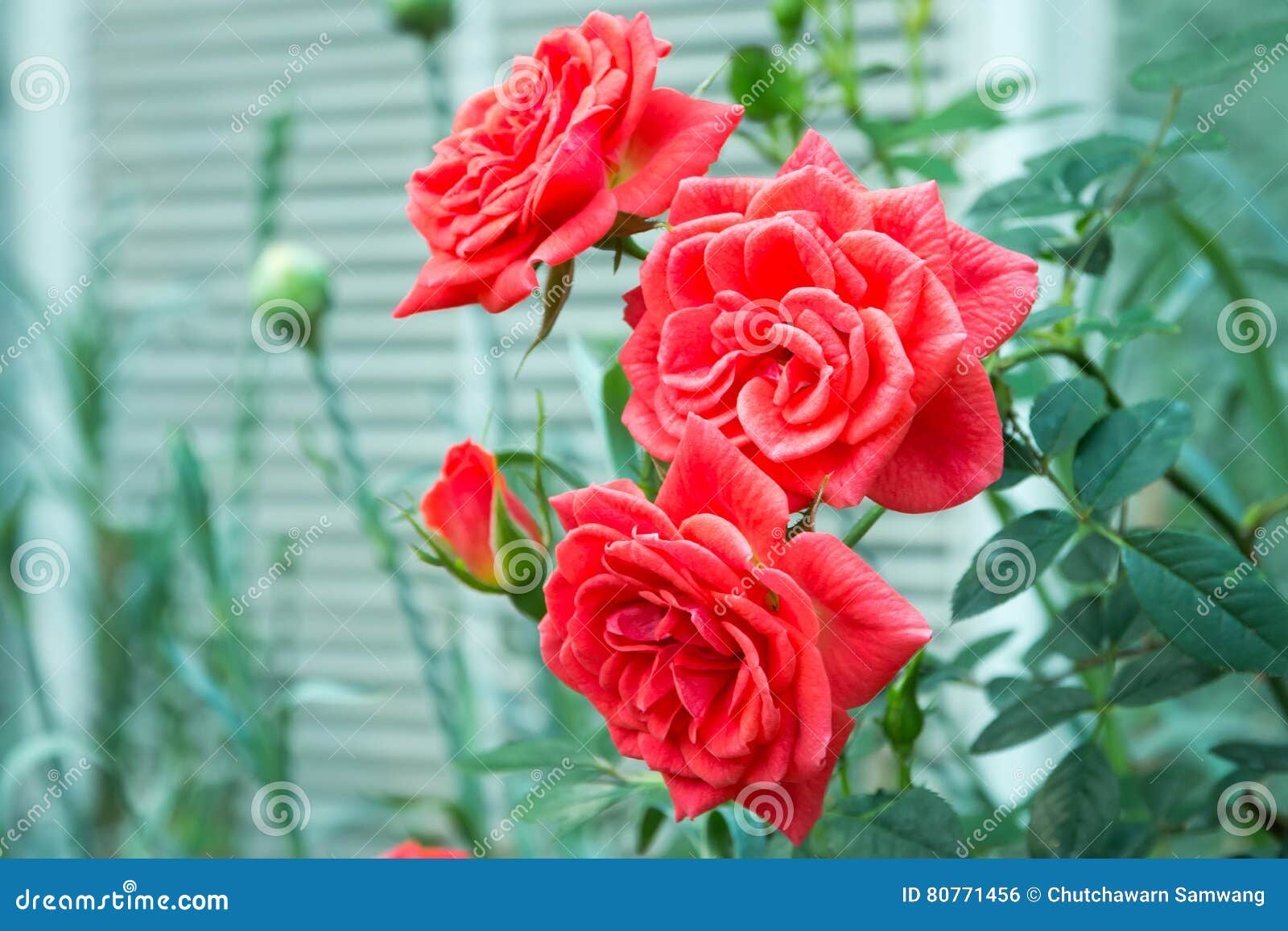 Rosas rojas naturales foto de archivo. Imagen de belleza - 80771456