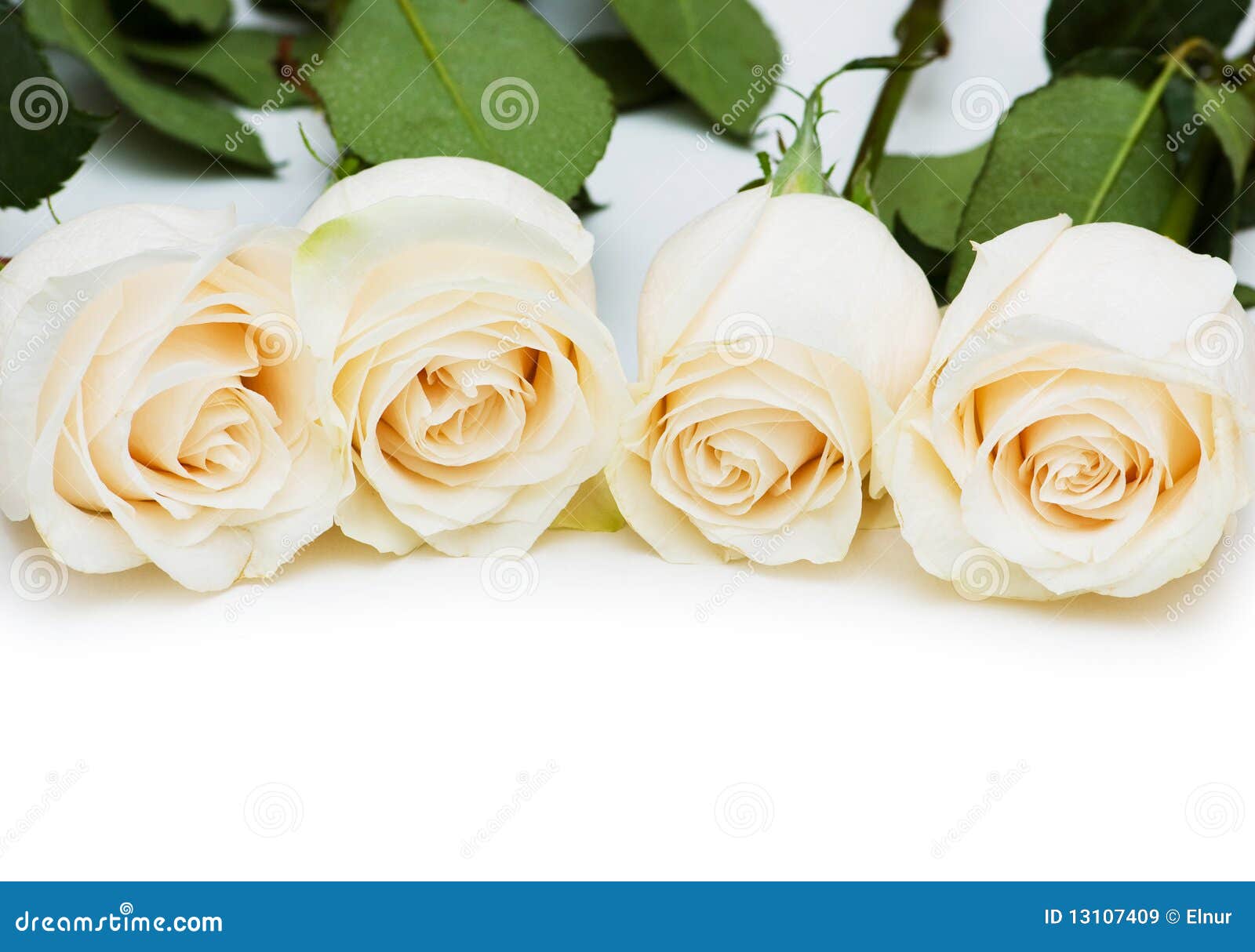 Rosas Rojas Y Blancas Aisladas Imagen de archivo - Imagen de cierre ...