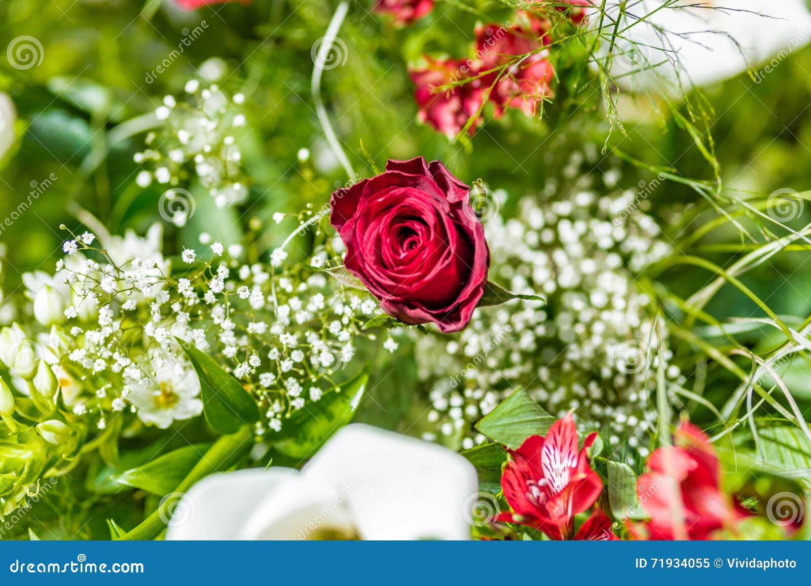 Rosas rojas y cala blanca imagen de archivo. Imagen de rosas - 71934055