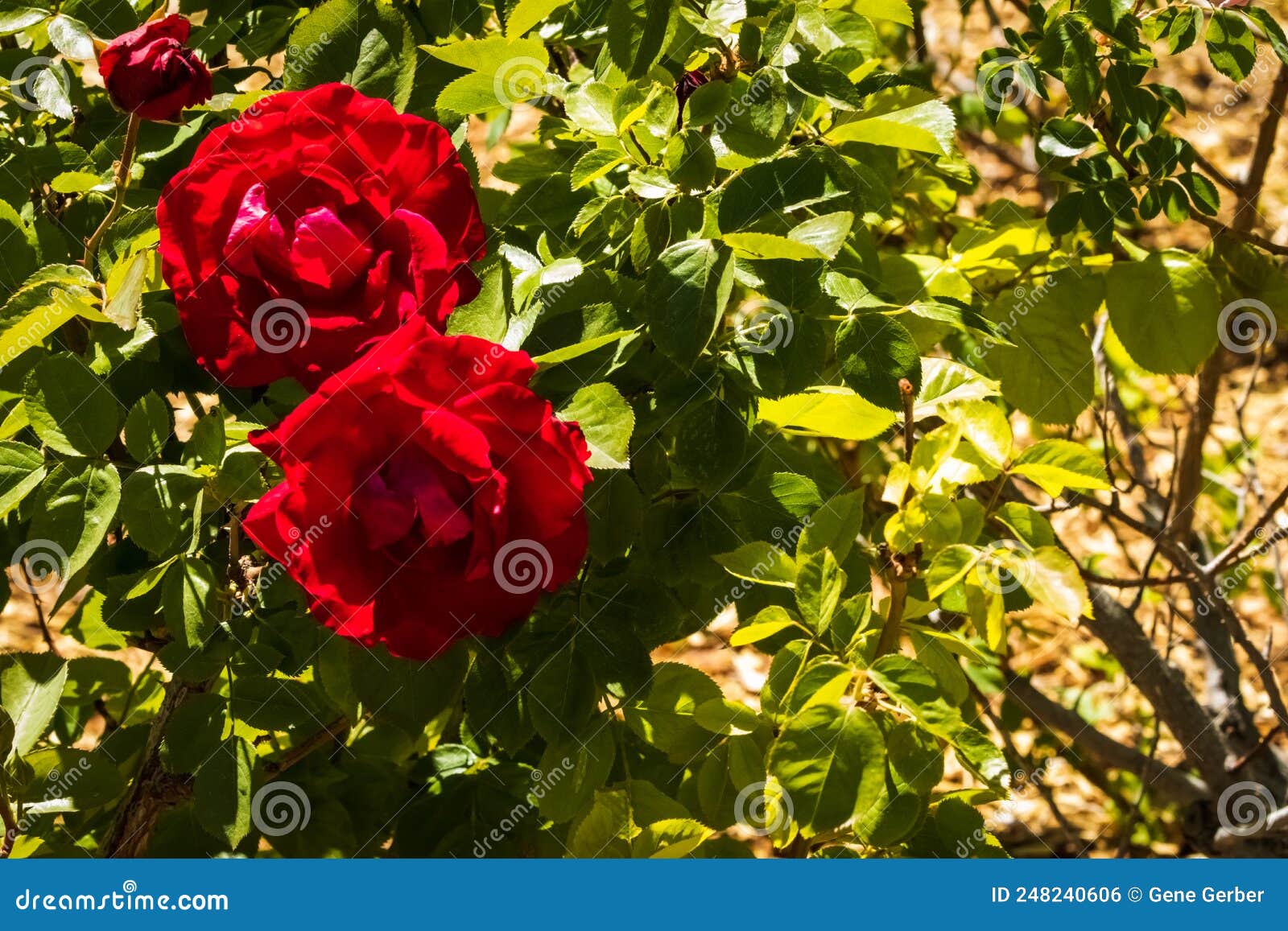 Rosas rojas foto de archivo. Imagen de rojo, asoleado - 248240606