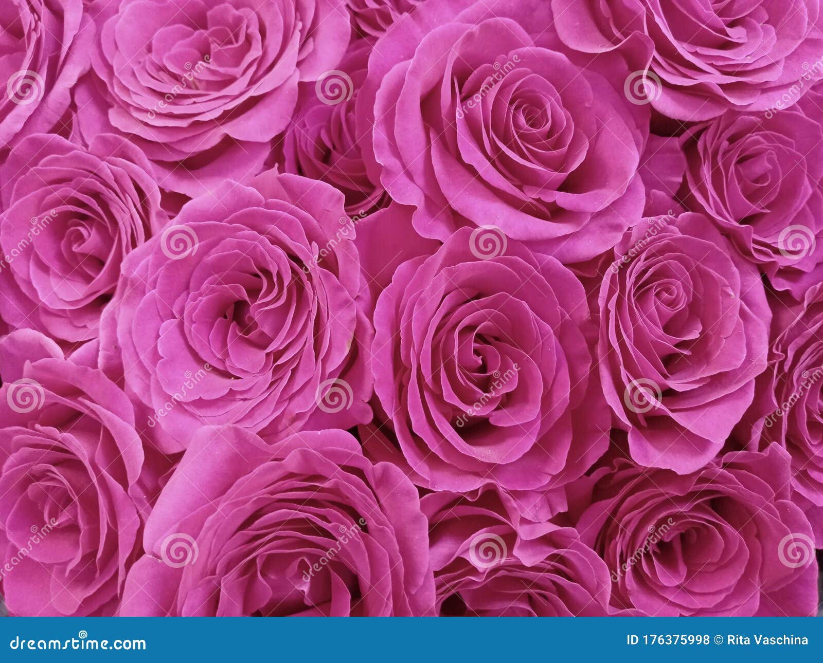 Rosas Rosa Lindas. Bouquet Cor-de-rosa. Foto de Stock - Imagem de ...