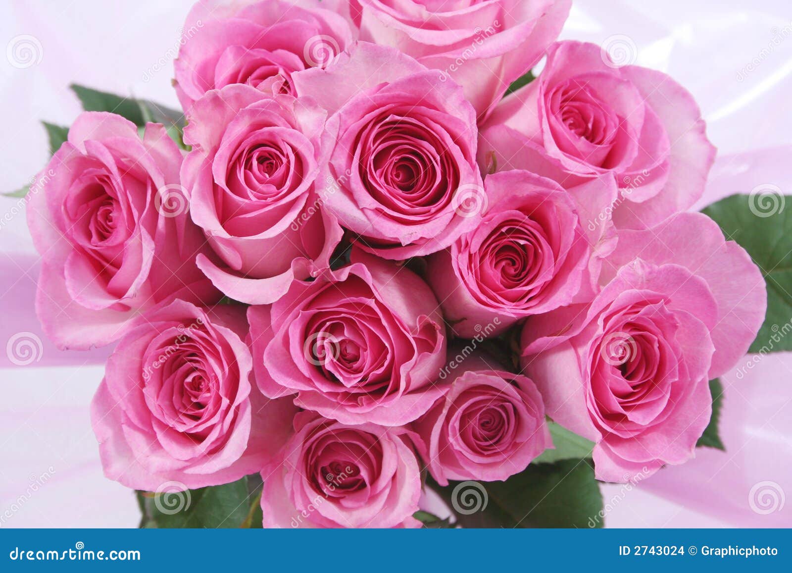 Rosas Rosadas Imagenes de archivo - Imagen: 2743024