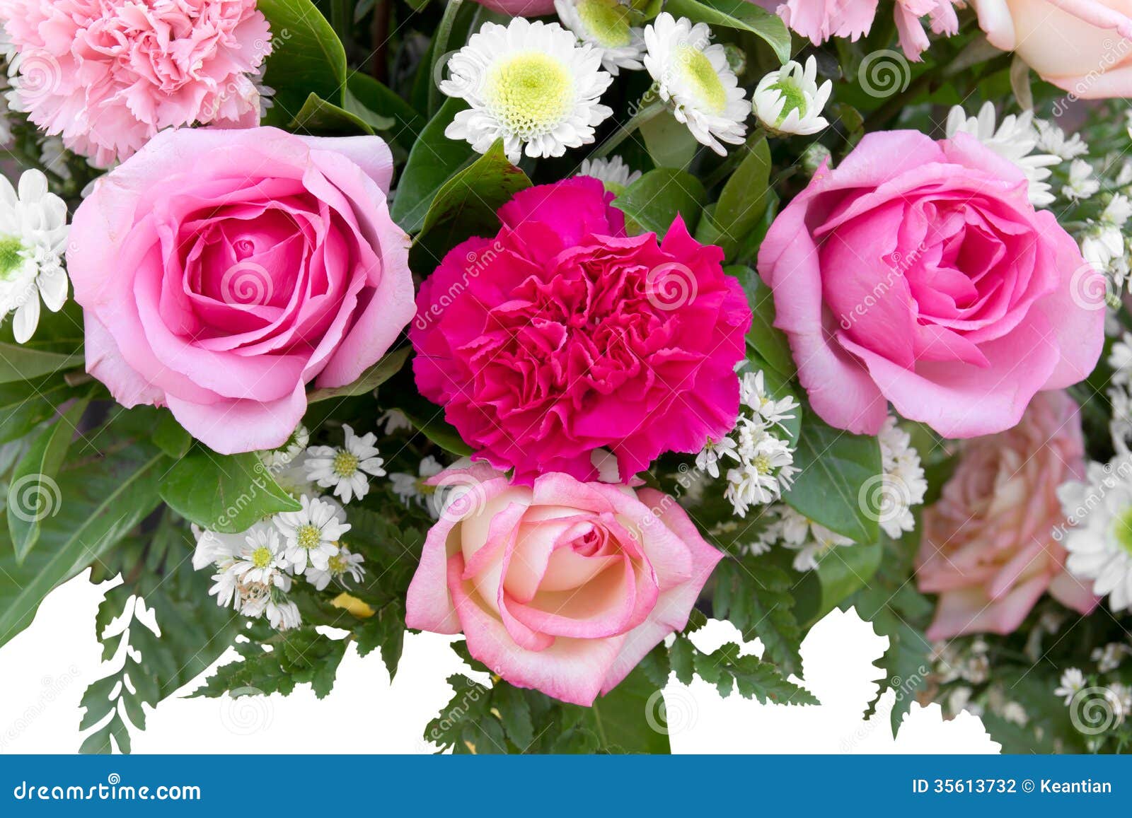 Rosas rosadas a adornar foto de archivo. Imagen de salud - 35613732