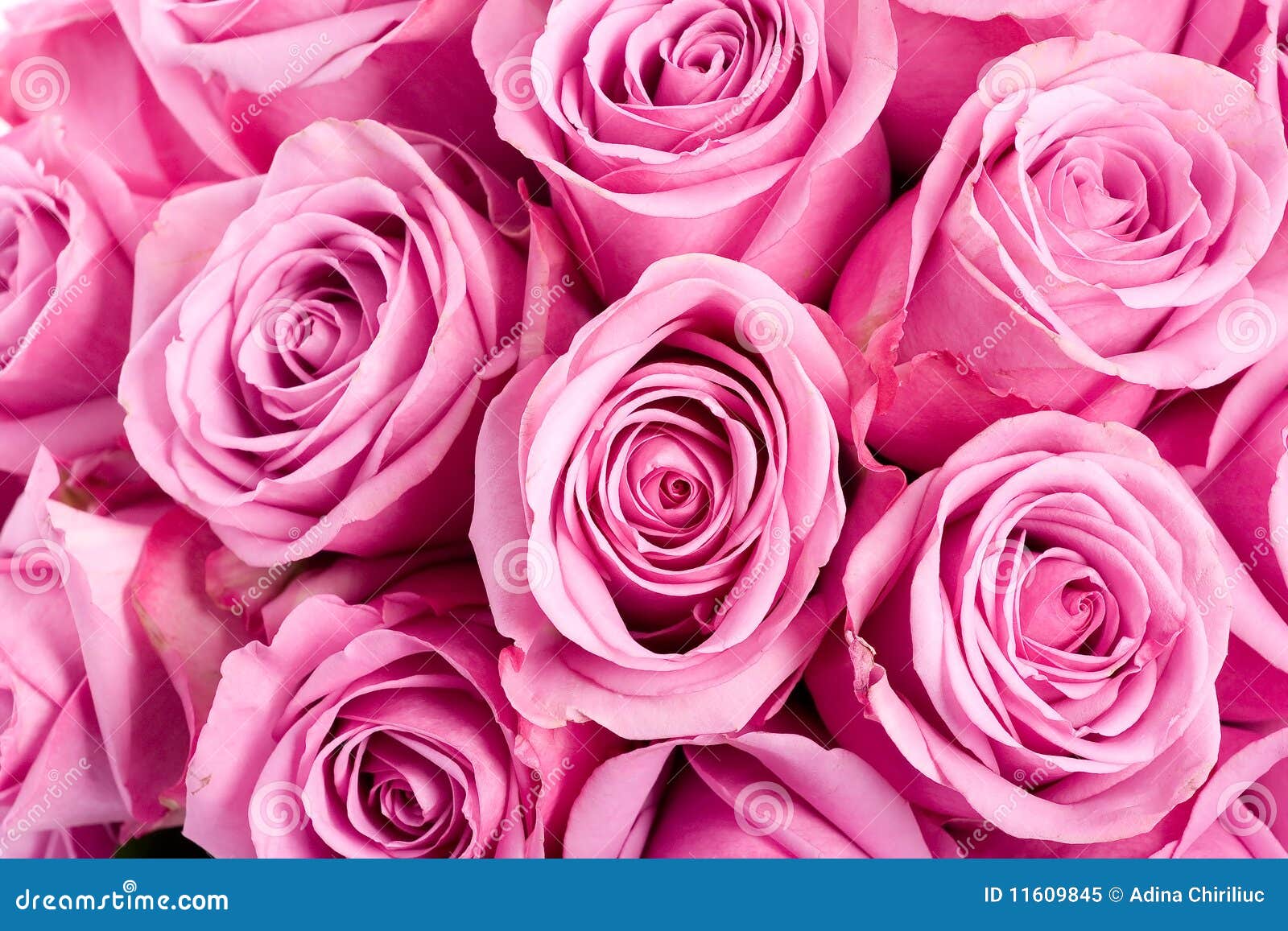 Rosas rosadas brillantes imagen de archivo. Imagen de ramo - 11609845