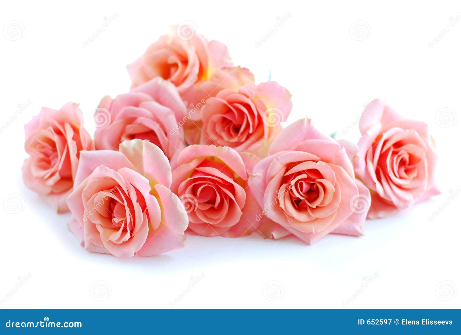 Rosas fondo blanco - Imagui