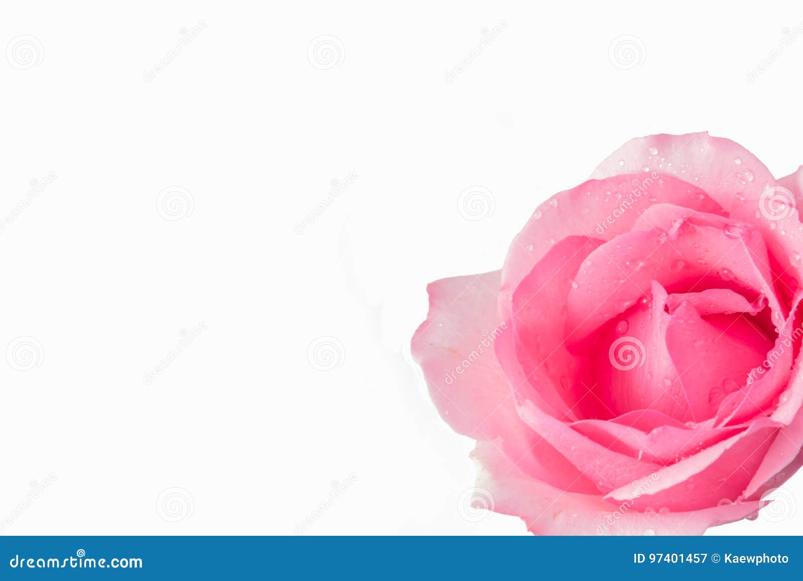Rosas Rosadas En Un Fondo Blanco Imagen de archivo - Imagen de interior ...