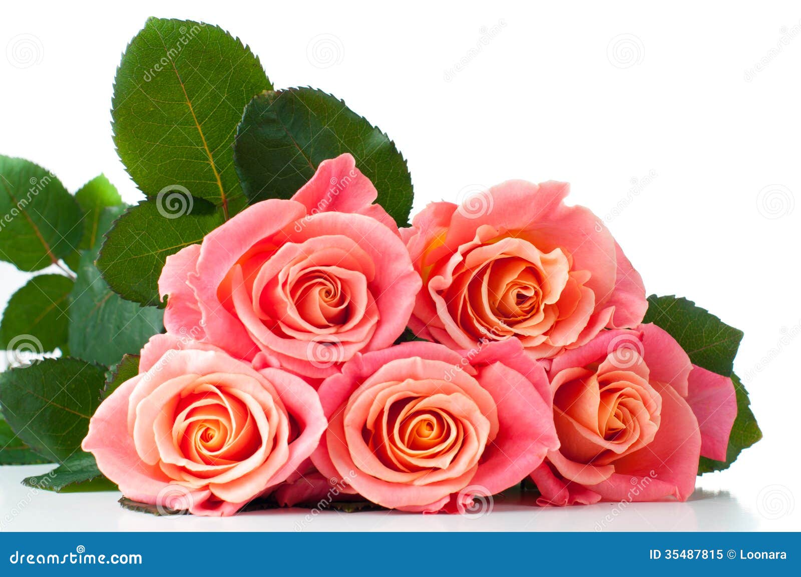 Rosas rosadas frescas imagen de archivo. Imagen de primer - 35487815