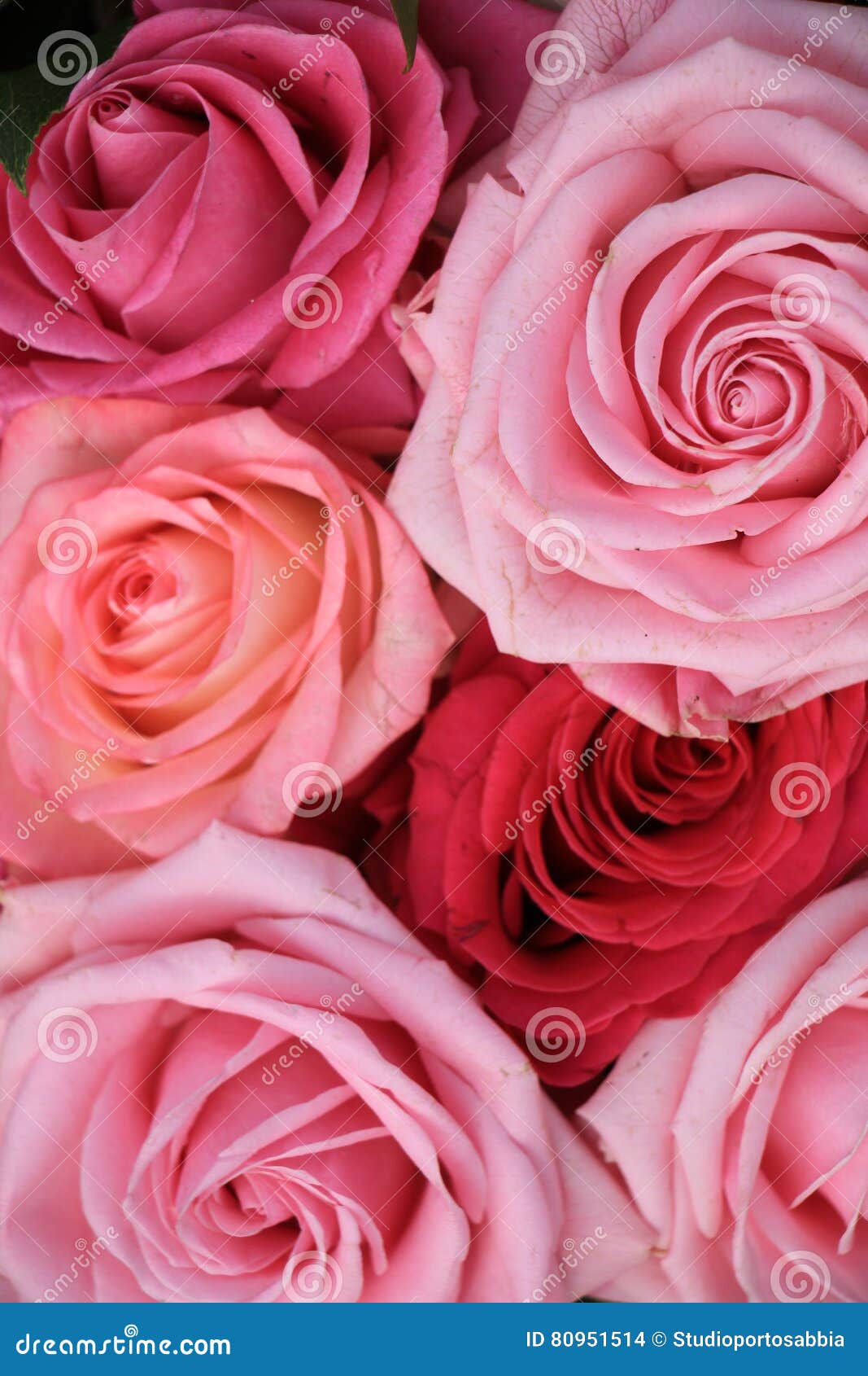 Rosas rosadas grandes foto de archivo. Imagen de flores - 80951514