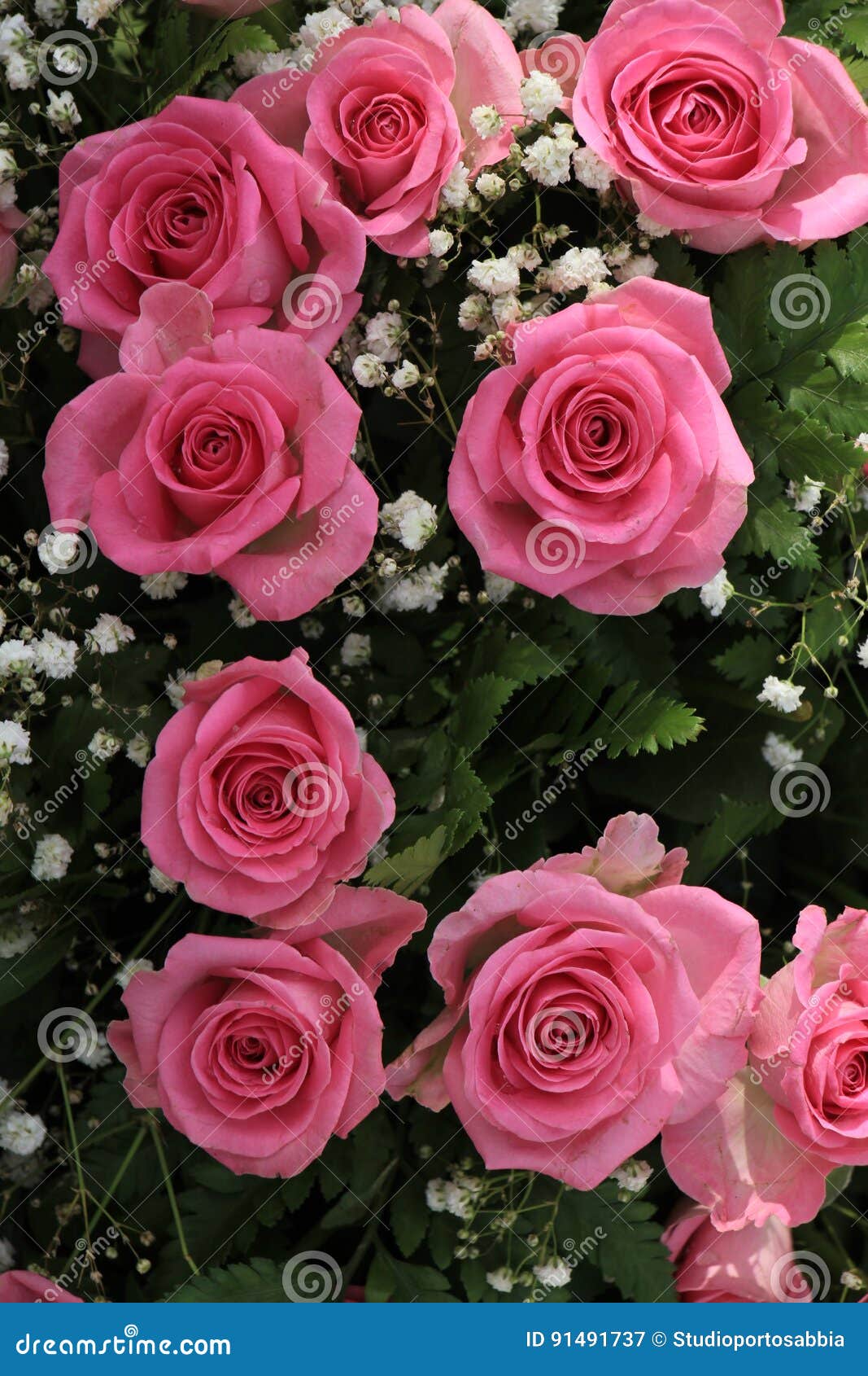 Rosas rosadas grandes imagen de archivo. Imagen de nupcial - 91491737