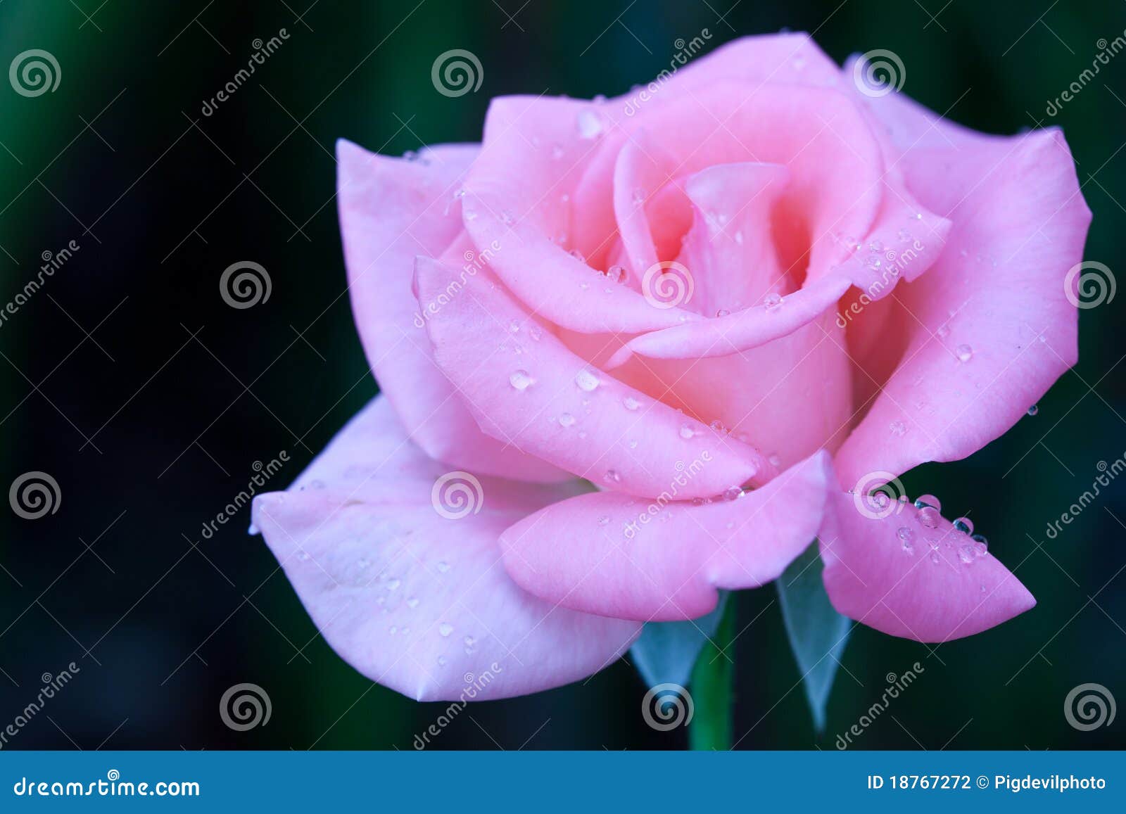 Imagenes de de rosas hermosas - Imagui