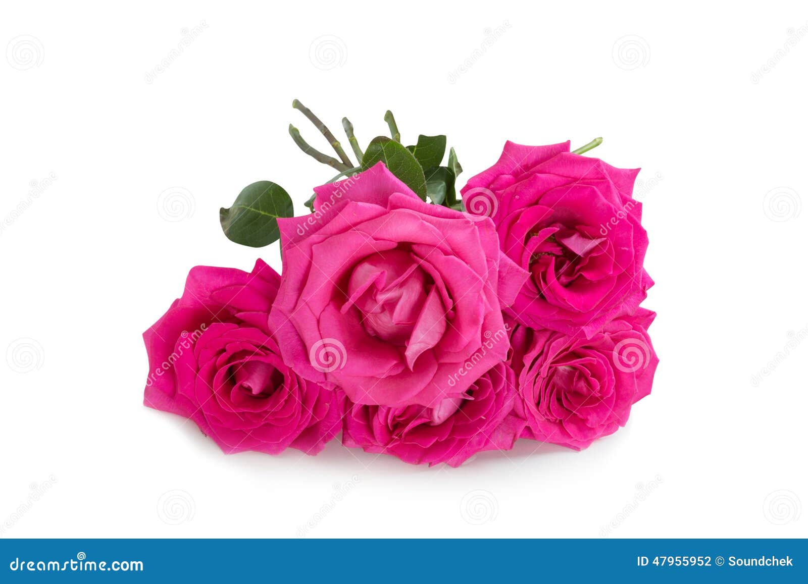 Rosas roxas grandes foto de stock. Imagem de flor, casamento - 47955952