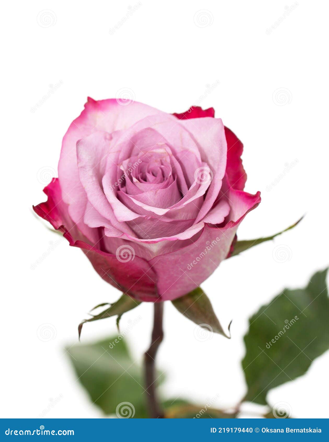 Rosas Rosas Rosas Sobre Fondo Blanco Foto de archivo - Imagen de ...