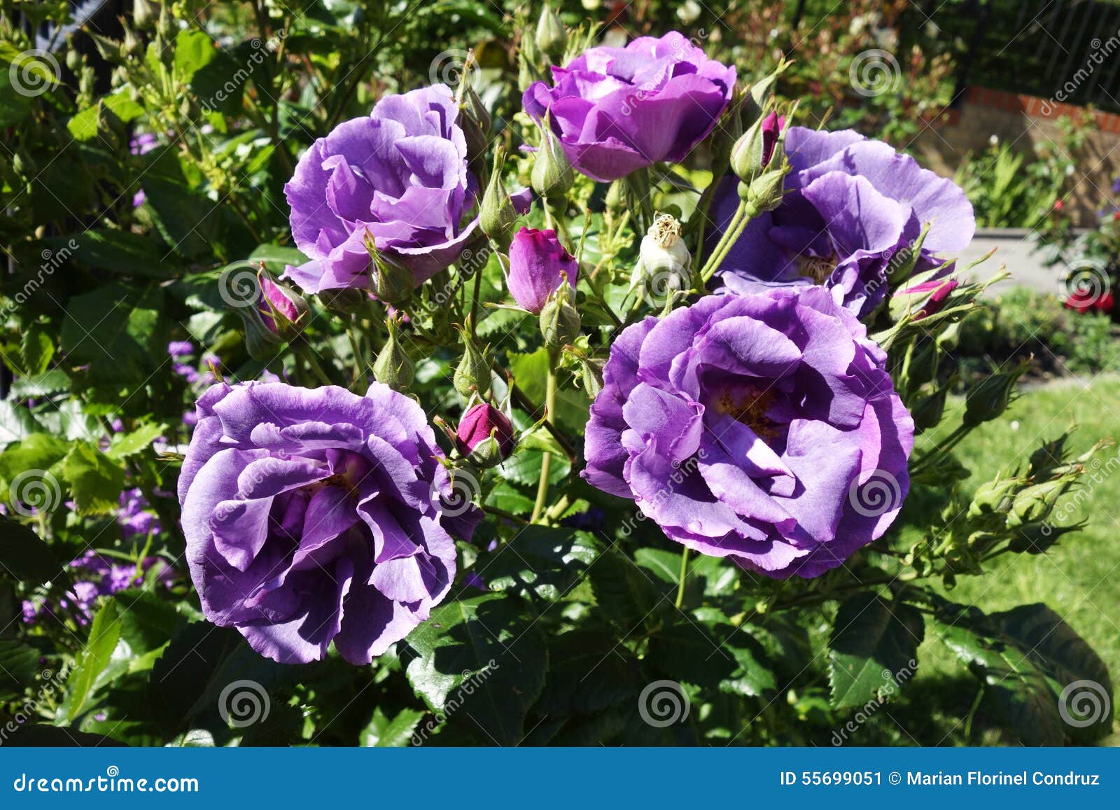 Rosas violetas imagem de stock. Imagem de violeta, buquê - 55699051