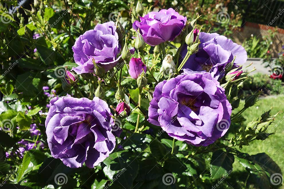 Rosas violetas imagem de stock. Imagem de violeta, buquê - 55699051