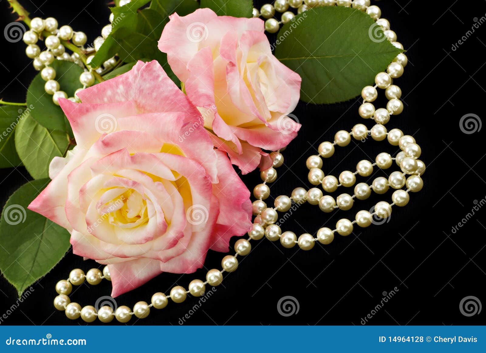 Rosas y perlas rosadas foto de archivo. Imagen de vida - 14964128