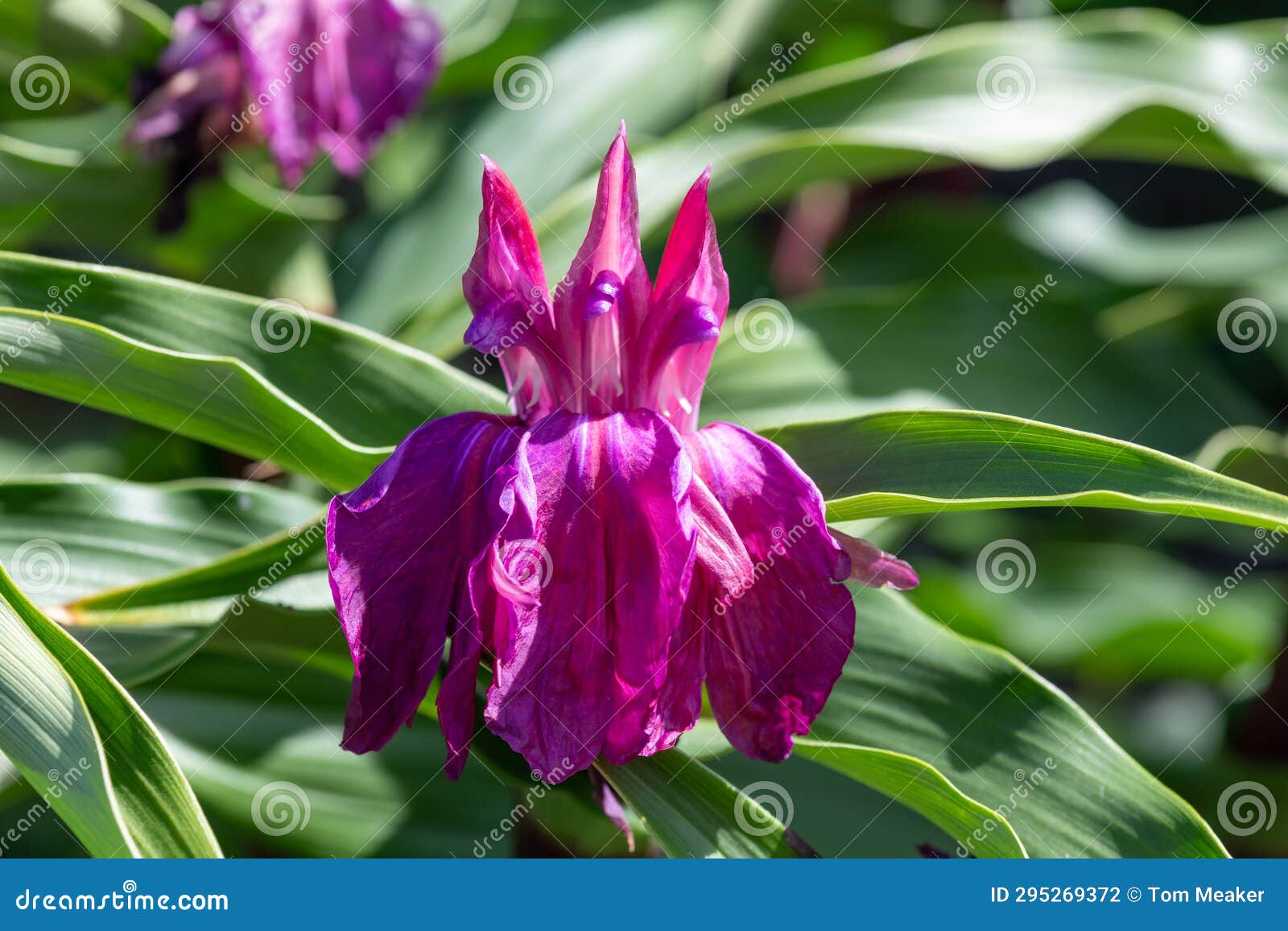 Roscoea purpurea flowers stock photo. Image of cultivated - 295269372