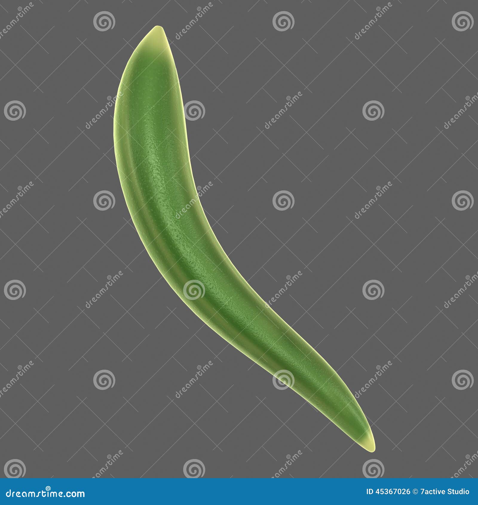 Roscoffensis de Convoluta ilustração stock. Ilustração de areia - 45367026