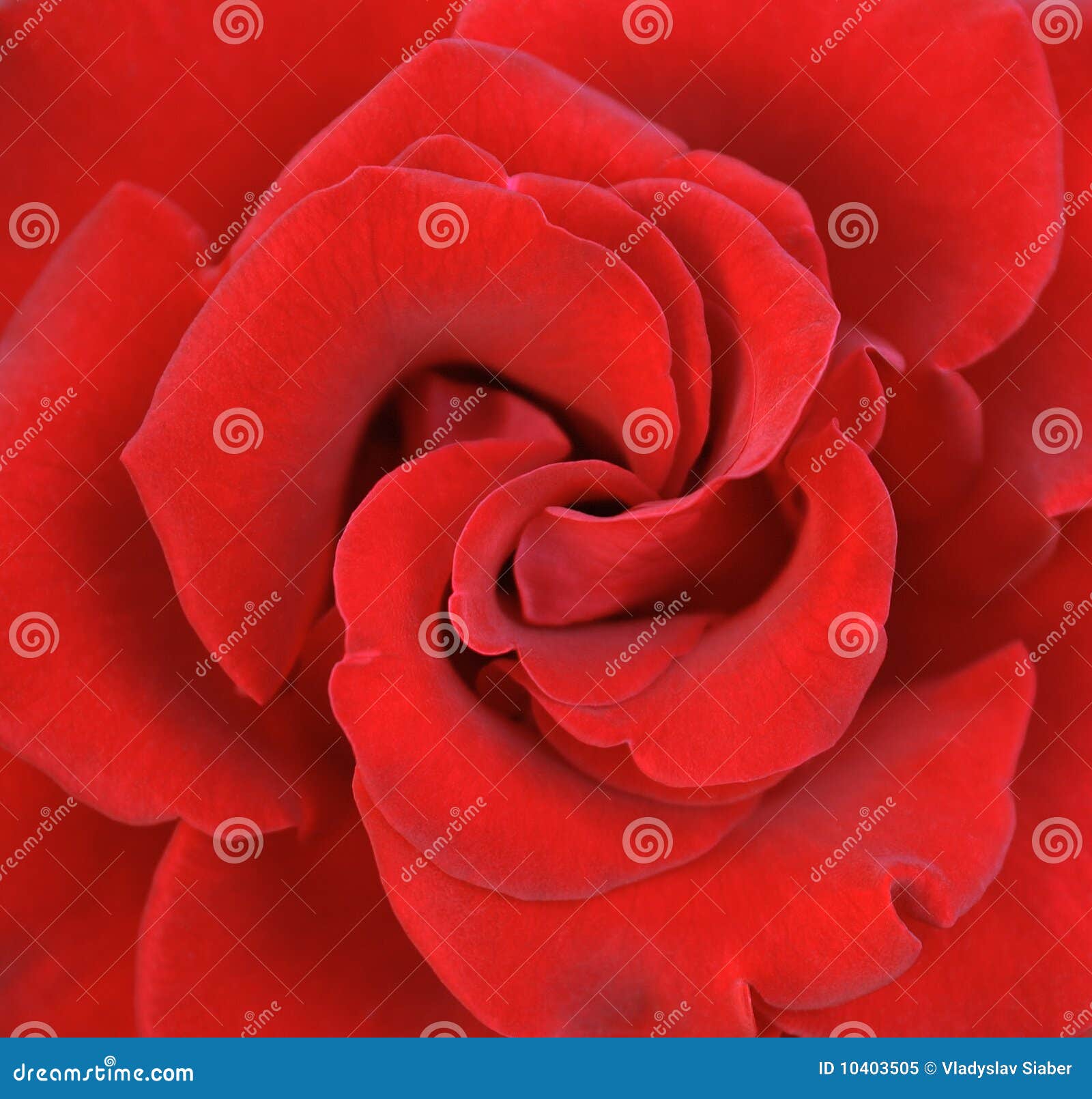 Woman Flower Vortex Stock Photos - Free & Royalty-Free Stock Photos ...