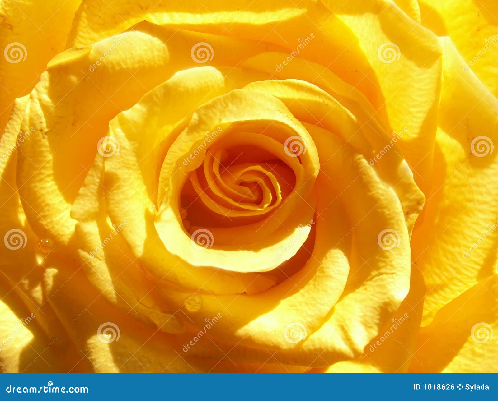 Rose stock photo. Image of yellow, roses, rose, petals - 1018626