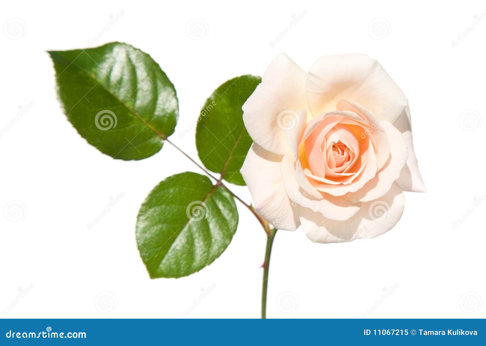 Rose image stock. Image du simple, normal, flore, beau - 11067215
