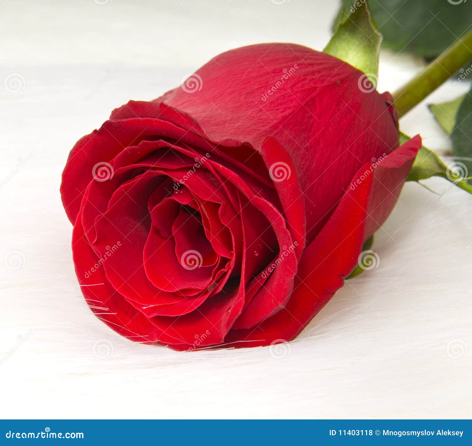 Rose stock photo. Image of beauty, square, flower, white - 11403118