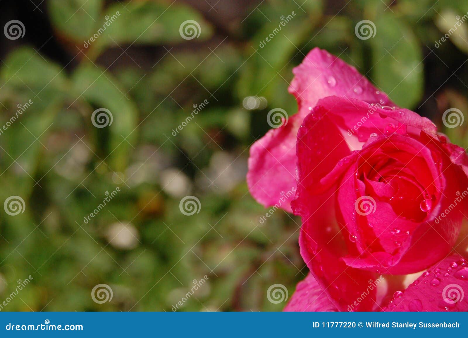 Thanks Mate Stock Photos - Free & Royalty-Free Stock Photos from Dreamstime