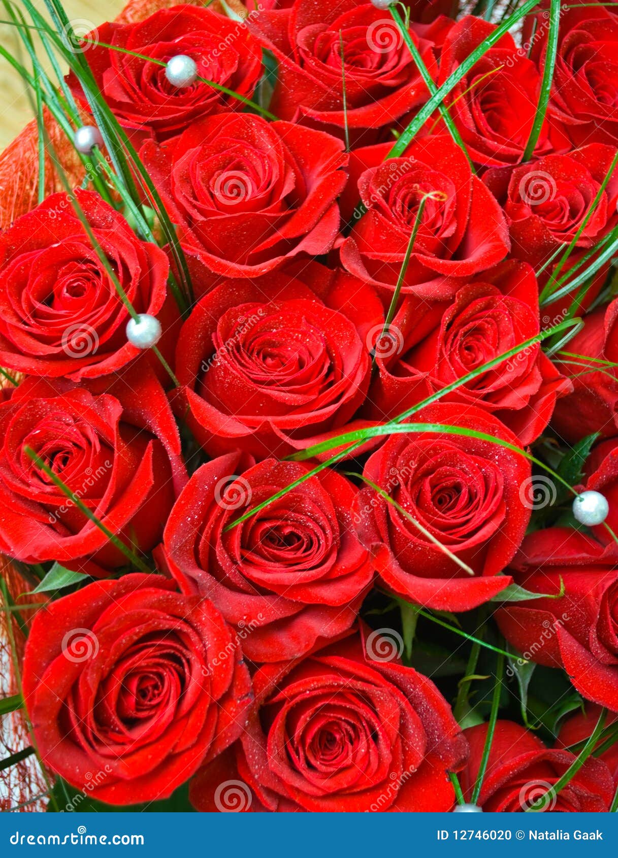 Rose stock photo. Image of formal, pink, love, nature - 12746020