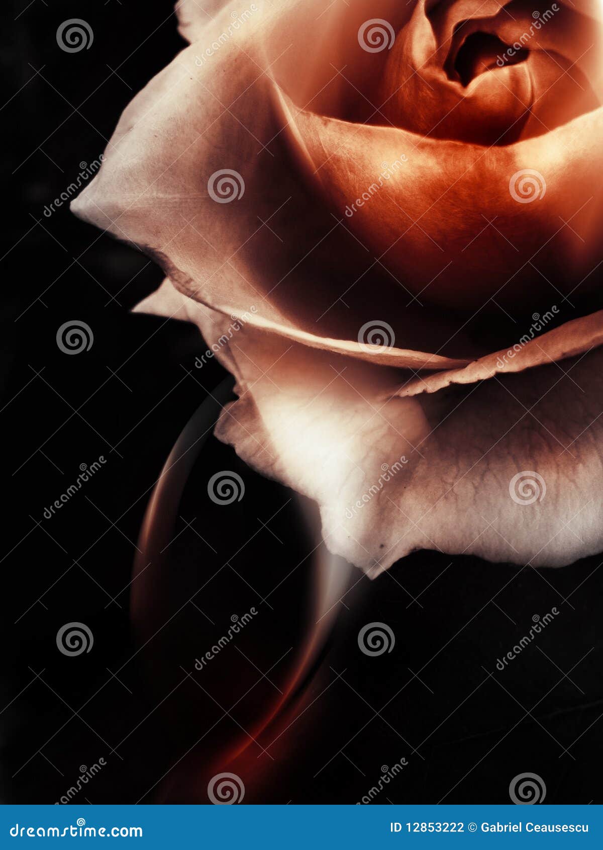 Rose stock photo. Image of rose, flower, valentines, sentiment - 12853222