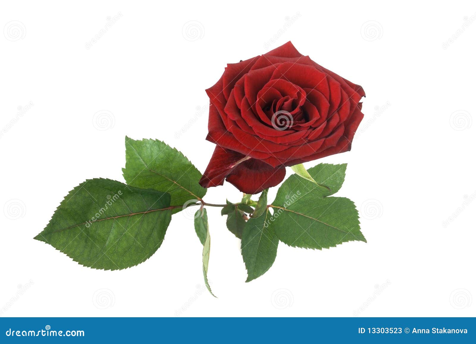 Rose stock image. Image of flower, objects, close, celebration - 13303523