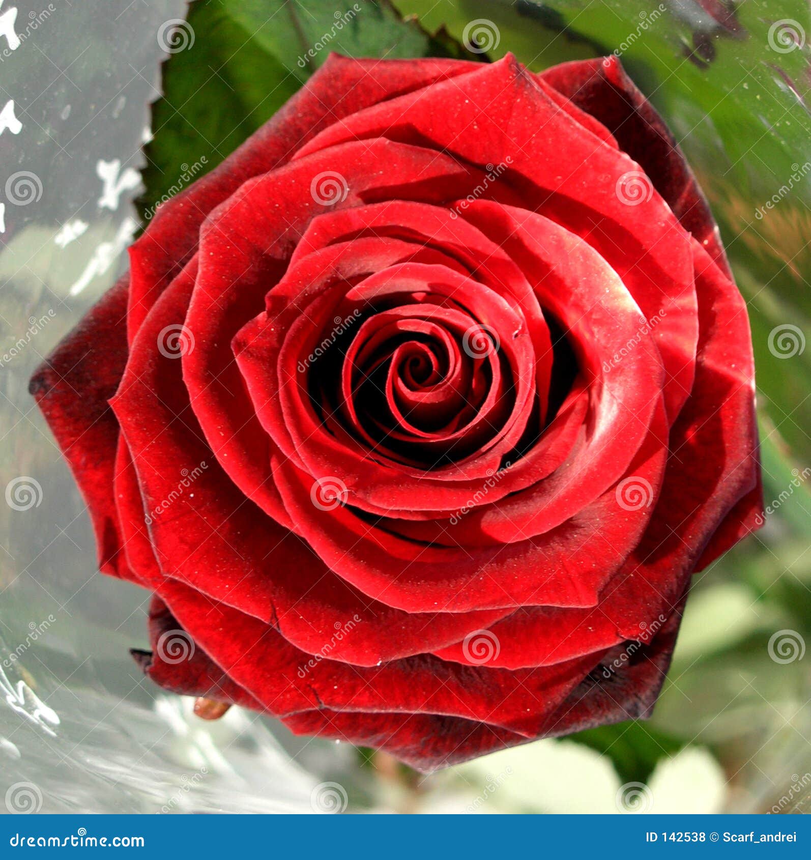 Rose. stock photo. Image of jealousy, rose, tender, queen - 142538