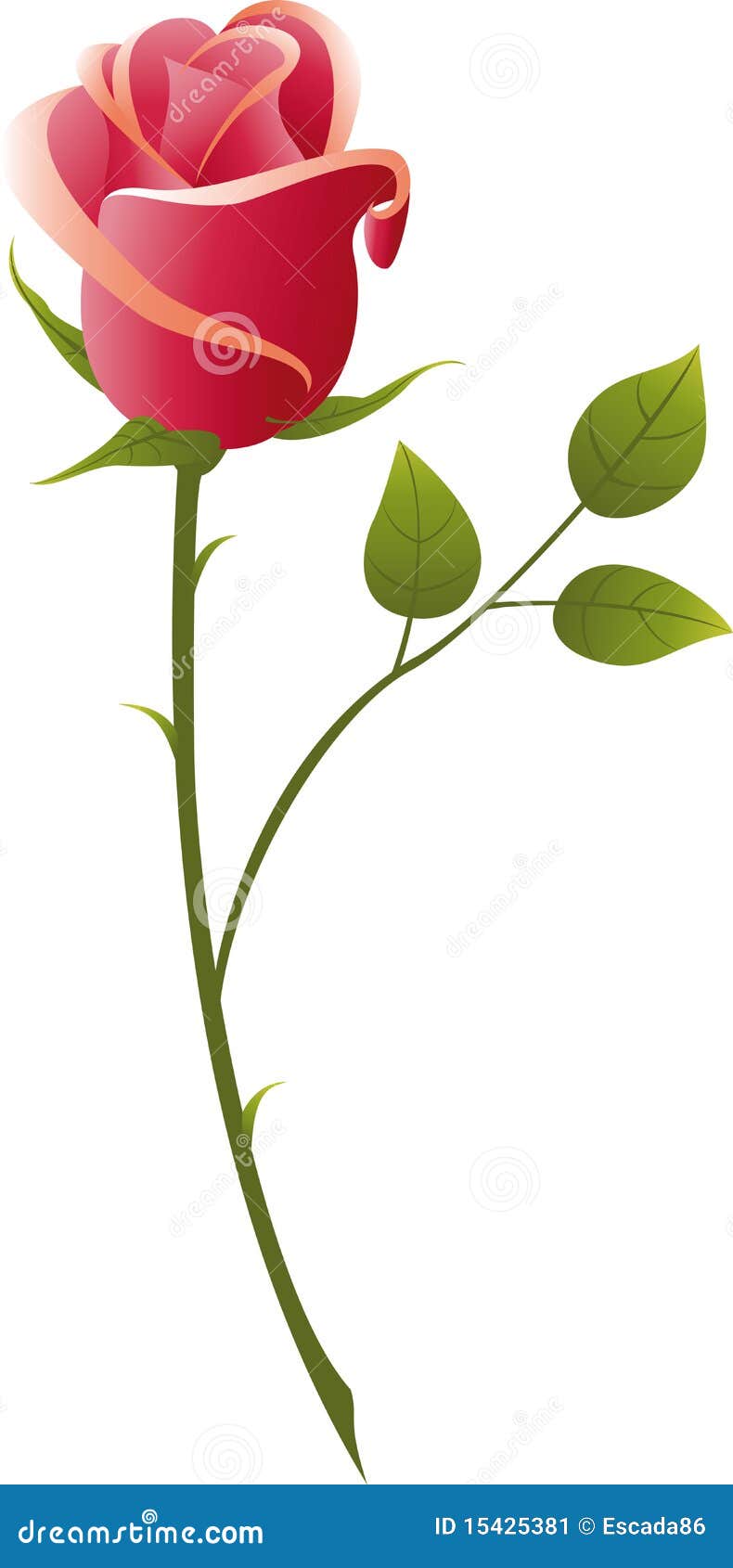 Rose stock vector. Illustration of color, curve, leaf - 15425381