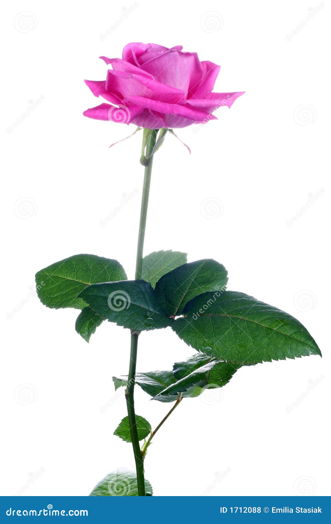 Rose photo stock. Image du normal, fleur, vert, floral - 1712088