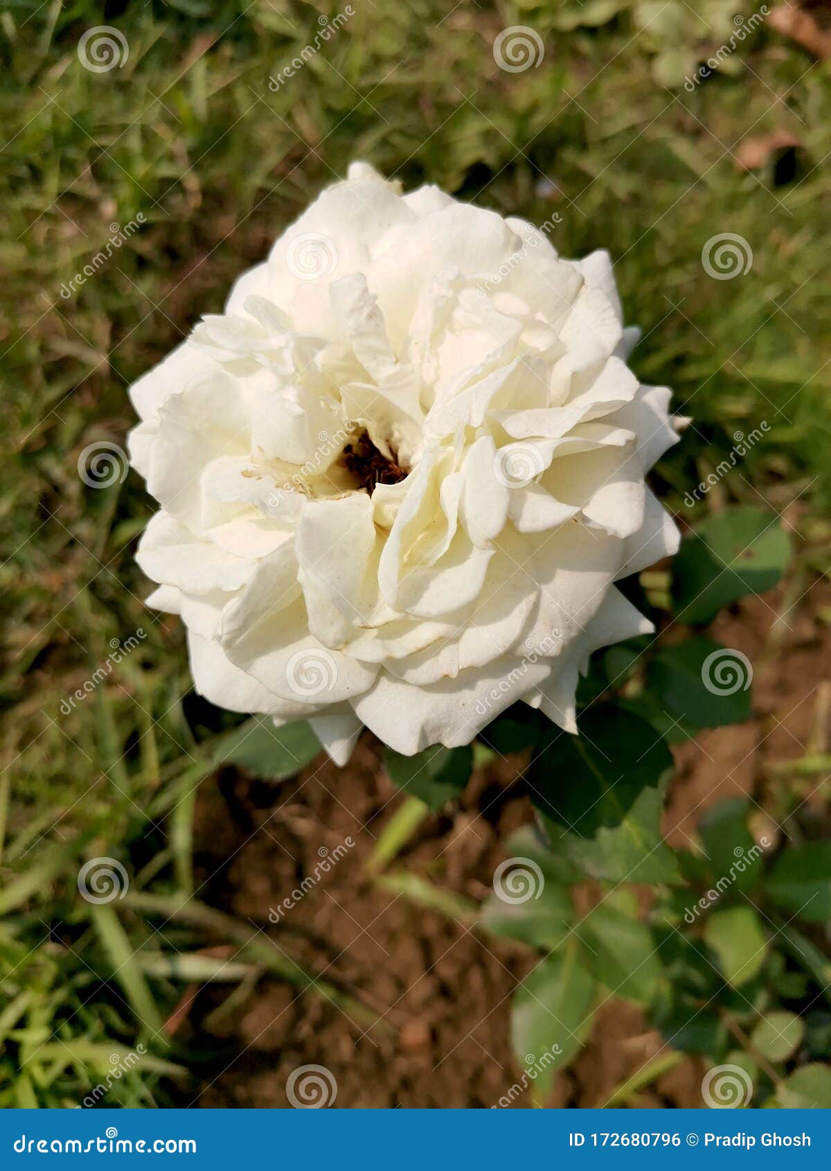 White Rose Indicates the Sign of Peace. Stock Photo - Image of ...