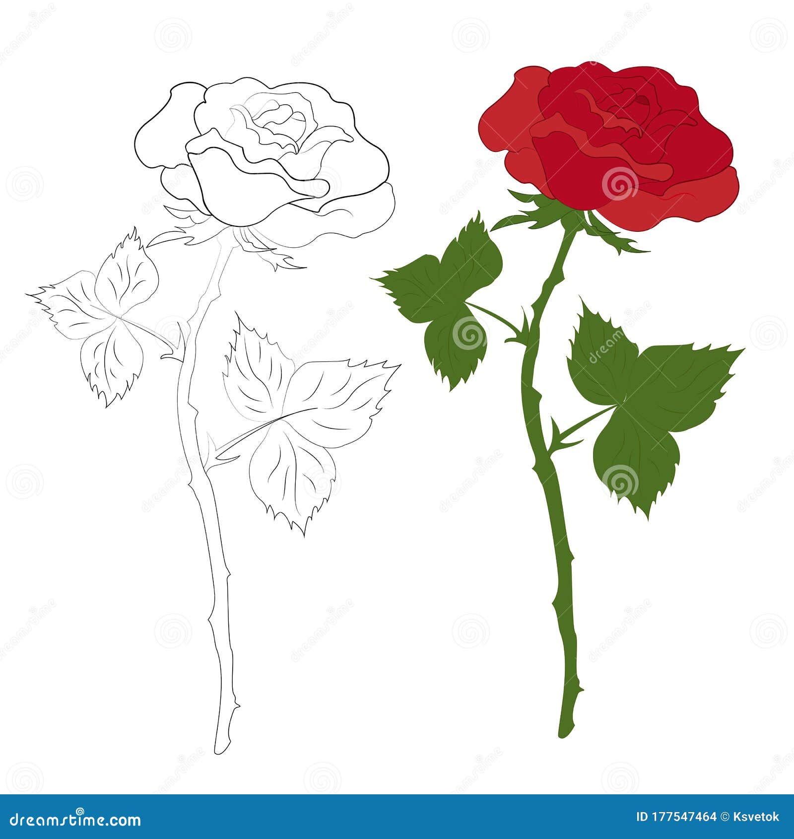 Roses. the Contour of a Rose and a Beautiful Red Rose. Vector ...