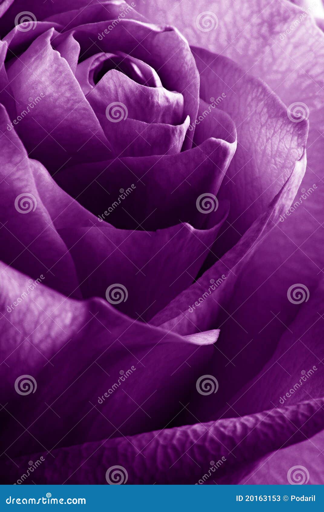 Rose stock image. Image of creative, garden, gift, emotional - 20163153