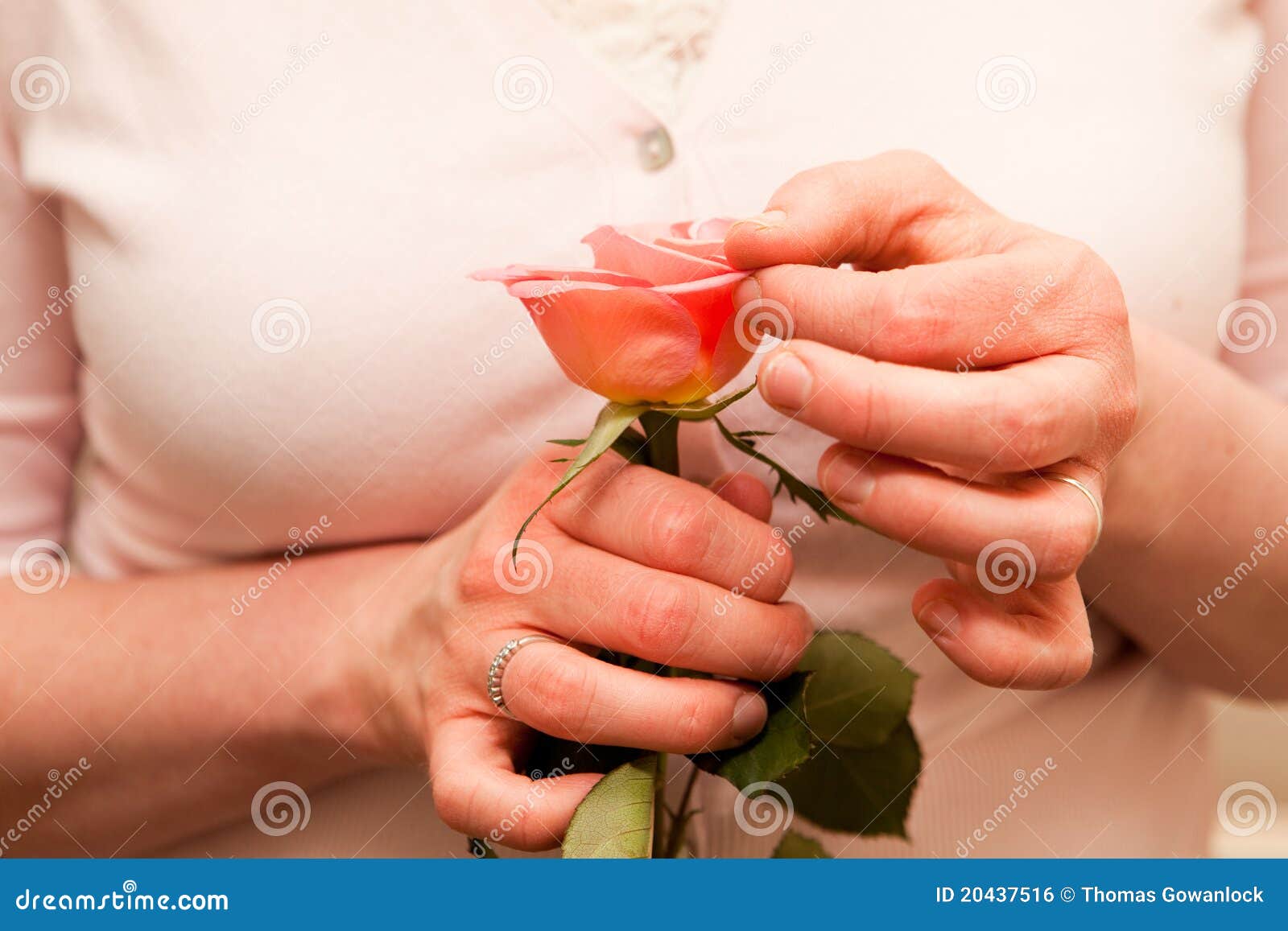 Rose stock photo. Image of happiness, human, petals, party - 20437516