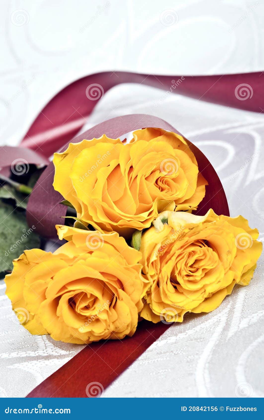 Rose stock photo. Image of romantic, beautiful, gift - 20842156