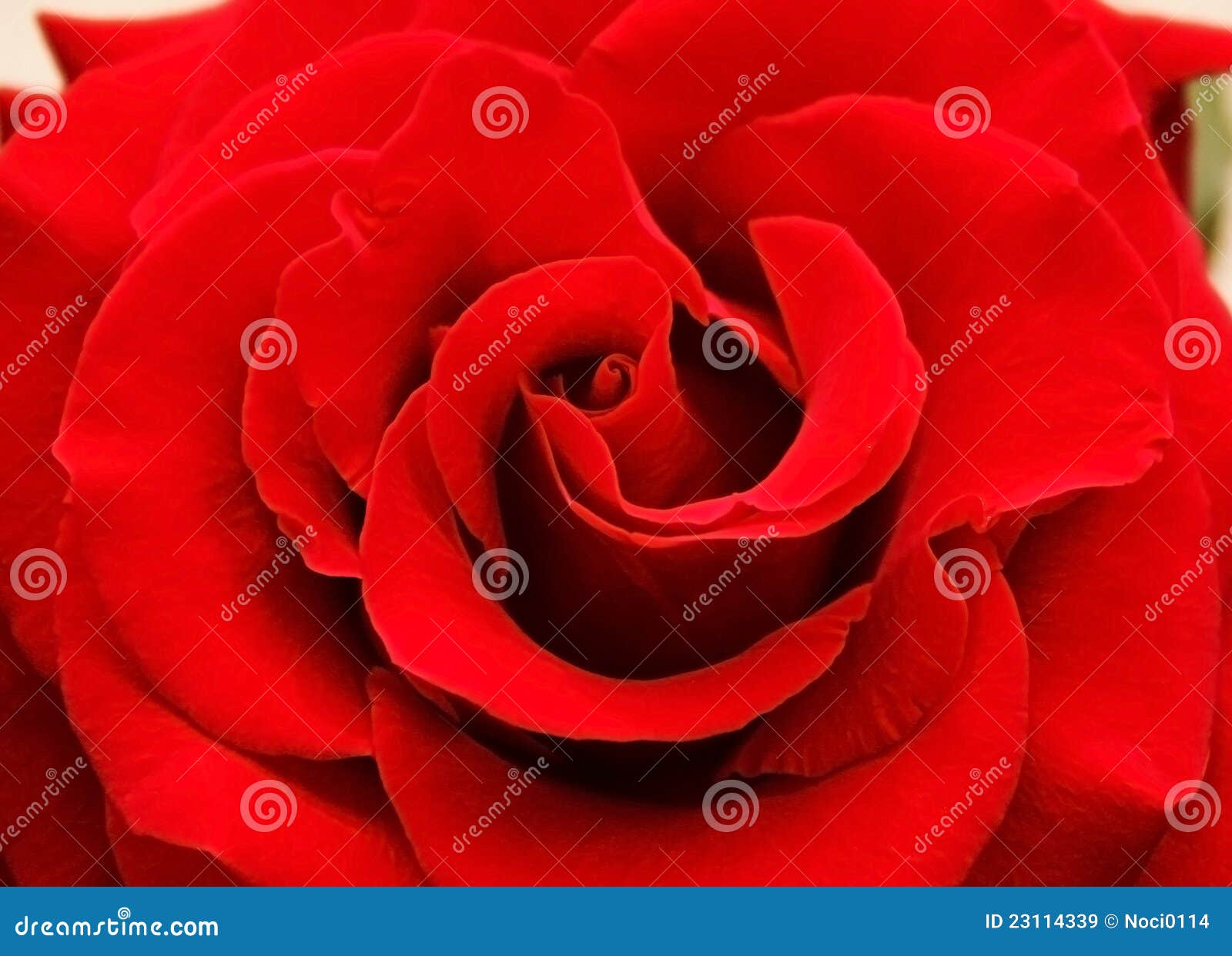 Rose stock image. Image of aroma, fresh, glamour, passion - 23114339