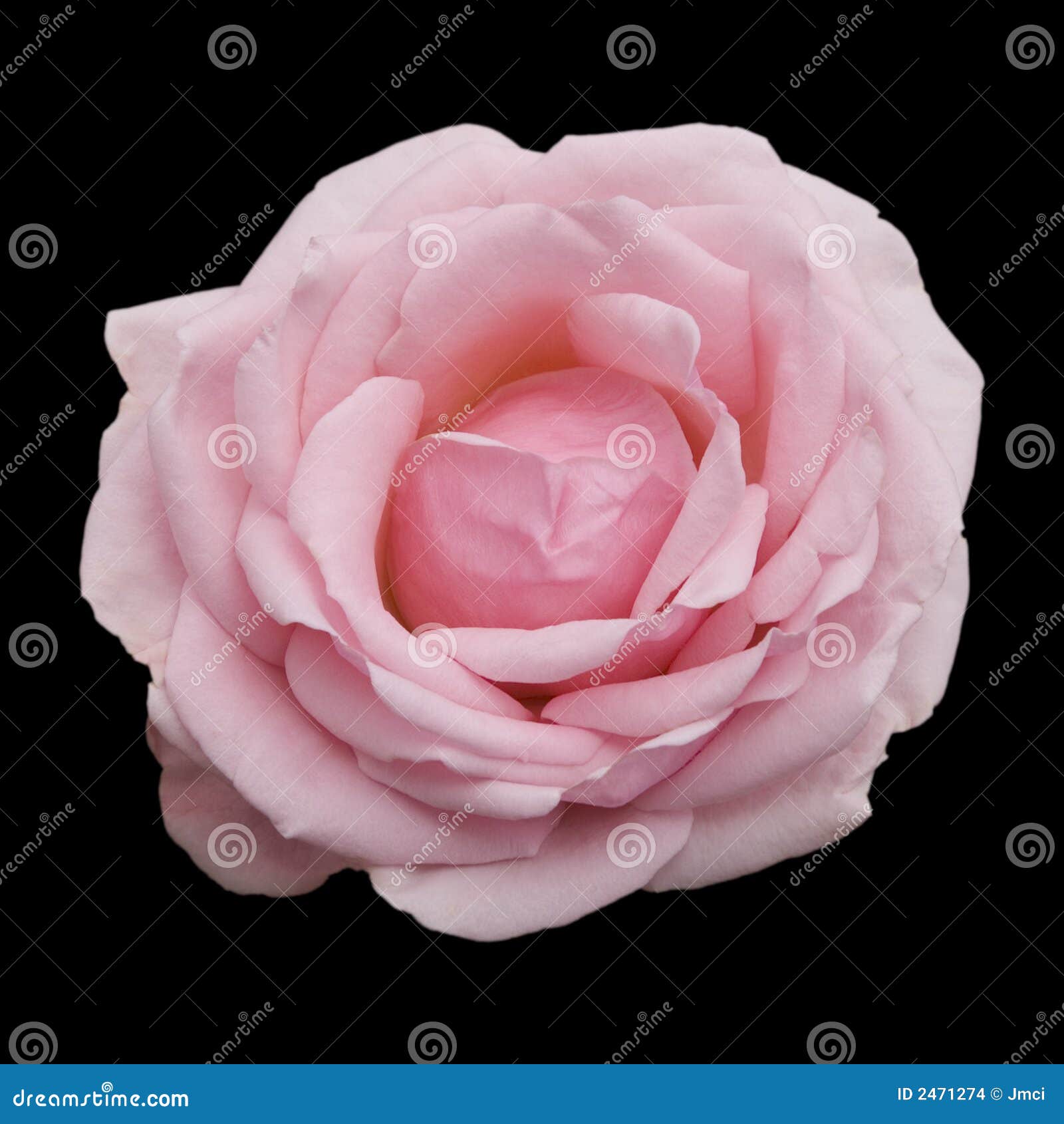 Rose stock photo. Image of beauty, valentine, pink, dearest - 2471274